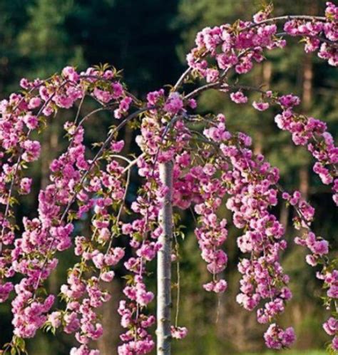 Magnolia • მაგნოლია საკურა შტამბზე Facebook