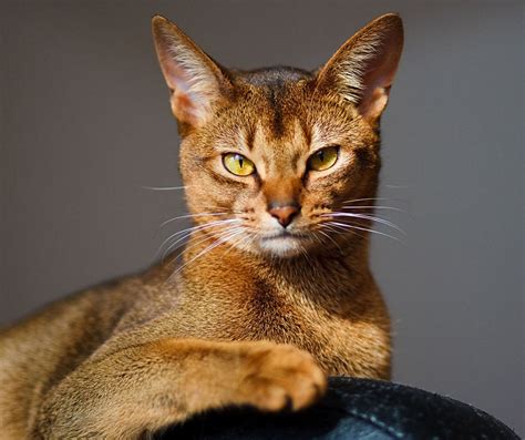 Abyssinian Cat Info Personality Colors Pictures Video