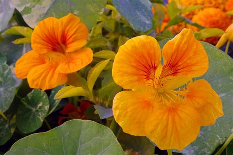 무료 이미지 꽃 피는 식물 한련 꽃잎 주황색 노랑 닫다 연간 공장 보리 지 가족 코디 아 세 베스 테나 보라색 가족 네 시계 가족 야생화 다년생