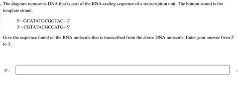 The Diagram Represents Dna That Is Part Of Studyx