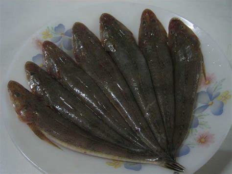 鳅鱼 鳞部 本草纲目图文版在线阅读中医宝典