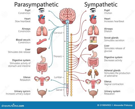 Parasympathetic And Sympathetic Nervous Systems Stock Illustration