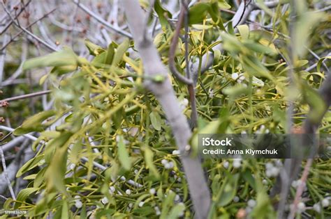 봄철 나무 가지 치기 나무 줄기 자르기 이끼 덮인 정자 줄기 관목 가지 자르기 가지에 겨우살이 나무 위생 가지 치기 나무 다듬기 나무 가지 치기 회색 통나무 0명에 대한