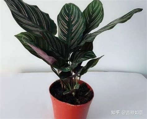 不想双线竹芋叶子发黄应该怎么养护 知乎