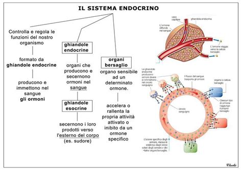 Il Sistema Endocrino Words Word Search Puzzle School