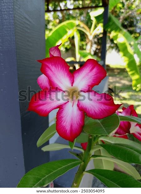 F 14  Photos Images And Pictures Shutterstock