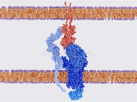 Complex Within A MHC II Antigen A T Cell Receptor And CD Stock Illustration Illustration Of