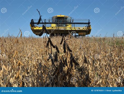 Soybean Crop Harvesting Stock Image Image Of Conditioned 137876551