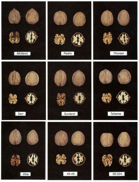 California Walnut Varieties True California