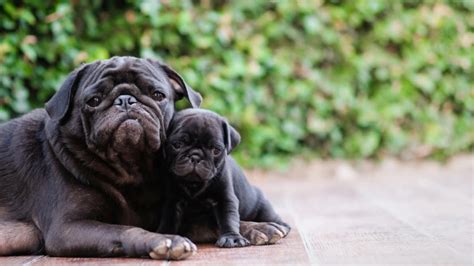 Exotic Cheetah Print Covers These Adidas Sambas