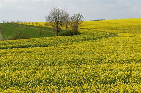 Why Is Agriculture Importantits Role In Everyday Life
