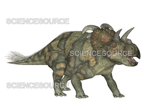 Albertaceratops Dinosaur Illustration Stock Image Science Source