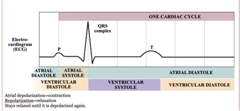Heart Cardiac Cycle Flashcards Quizlet