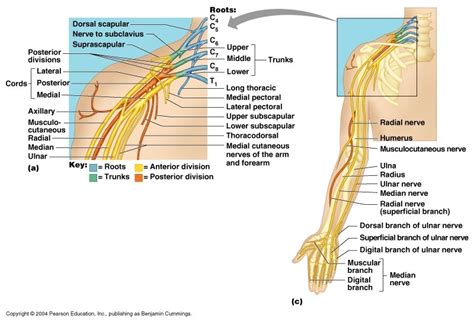 Plexuses Of Spinal Nerves Cervical Plexus The Nervous System Neuroanatomy