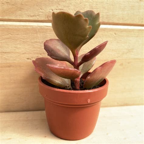【1吋盆】朱蓮 福祥仙人掌 Fuhsiang Cactus