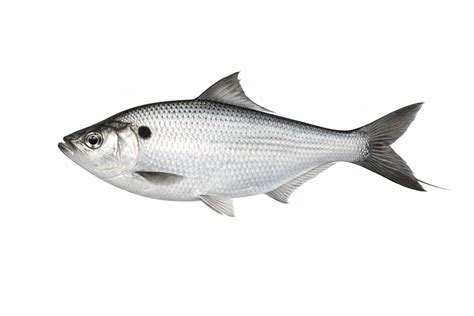 Gizzard Shad Fox Chain Olakes Species Guide