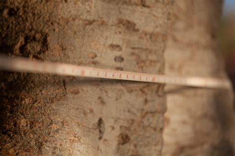 TPZ And SRZ Calculator Arborlogix