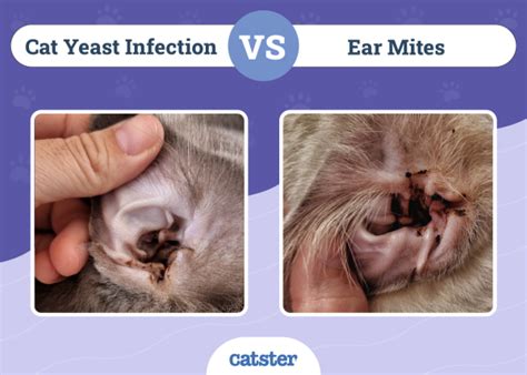 Cat Yeast Infection Vs Ear Mites Vet Reviewed Differences With Pictures Catster