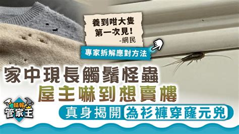 管家王 ︳家中現長觸鬚怪蟲屋主嚇怕欲賣樓 真身揭開為衫褲穿窿元兇【附4大防治法】 晴報 家庭 家居 D220504