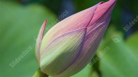 ดอกไม้และต้นไม้ดอกไม้เขียวขจี ดาวน์โหลดพื้นหลัง Powerpoint ฟรี Slidesdocs