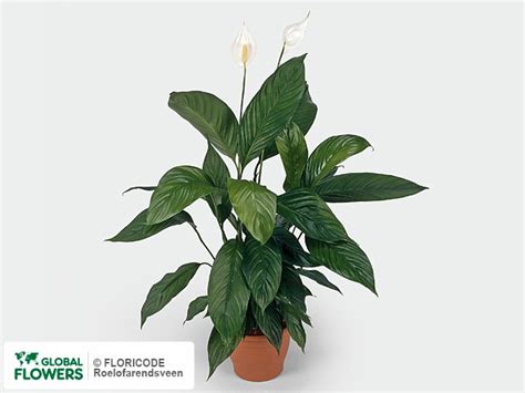 Spathiphyllum — photo of varieties and species | Global Flowers