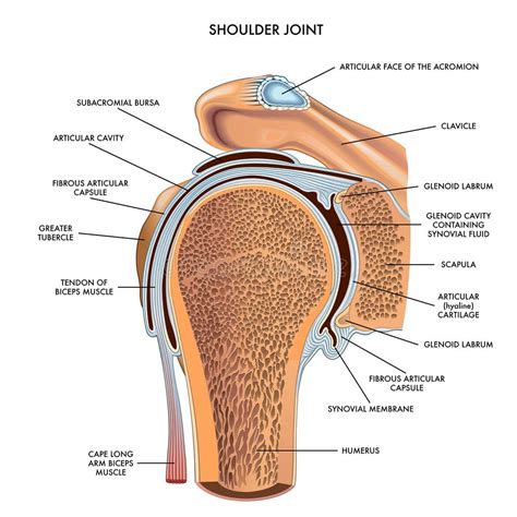 Shoulder Labrum Stock Illustrations 10 Shoulder Labrum Stock