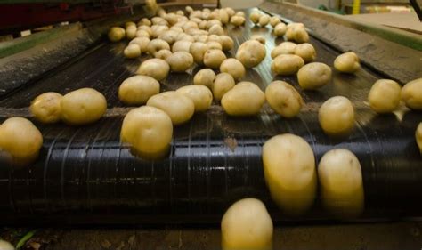 Swaz Potato Farms Umass Dining Sustainability