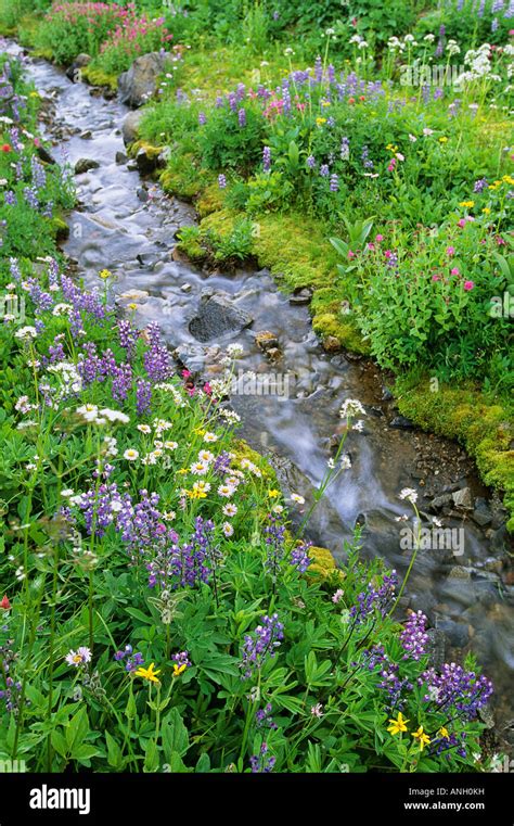 Wildflowers Lining Stream South Chilcotin Range Taylor Basin British Columbia Canada Stock