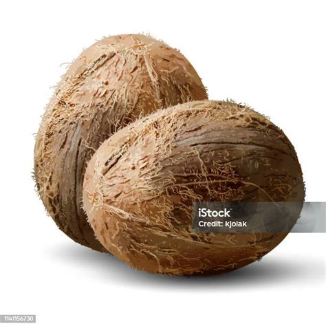 흰색 배경에 두 개의 전체 코코넛 견과류 3d 벡터입니다 높은 상세한 현실적인 그림 코코넛에 대한 스톡 벡터 아트 및 기타