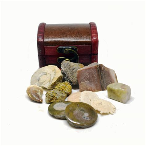 Fossil Chest Gift Set Jurassic Jacks Fossil Shack