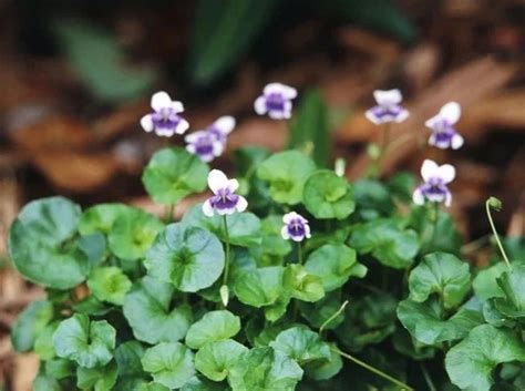 Full Shade Ground Cover Plants Box Free Delivery By Plants In A Box