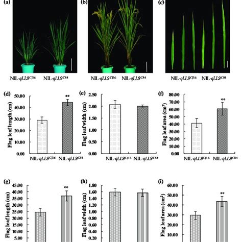 Phenotypes Of Near Isogenic Lines And Chromosome Segment Substitution