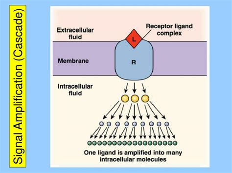 What Is Signal Amplification In Cells
