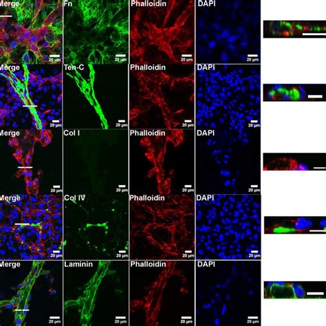 Pdf Fibronectin Deposition Participates In Extracellular Matrix Assembly And Vascular