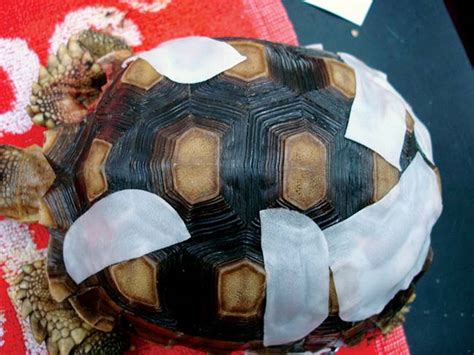Managing Tortoise Shell Injuries Managing Tortoise Shell Injuries