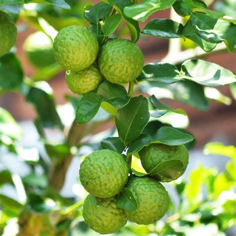 How Tall Do Dwarf Lime Trees Grow