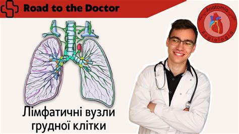 Лімфатичні вузли грудної клітки Youtube