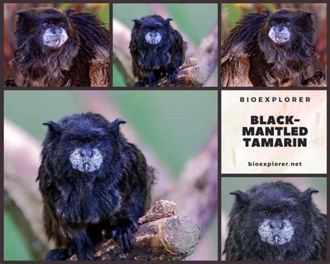 Black Mantled Tamarin Characteristics Leontocebus Nigricollis Facts
