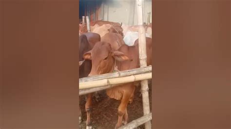 এ গ্রেড খামার উপযোগী ইন্ডিয়ান শাহিওয়াল গিরগরু লটেনিন শিমিত দামে