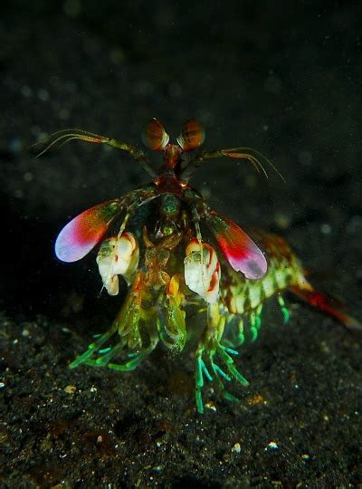 Purple Spot Mantis Shrimp Gonodactylus Smithii Tumbex