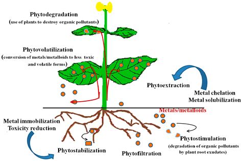 Microbial And Plant Assisted Bioremediation Of Heavy Metal Polluted