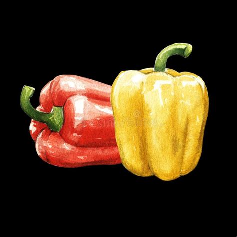 Sweet Pepper Watercolor Illustration Stock Illustrations 949 Sweet
