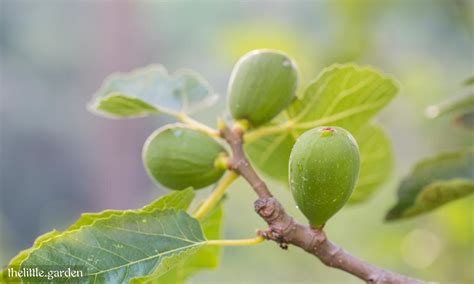 How Many Types Of Fig Trees Are There At Paul Hines Blog