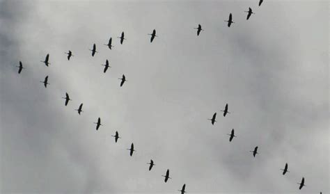 Деревенский дзен Игорь Щербаков Проза ру