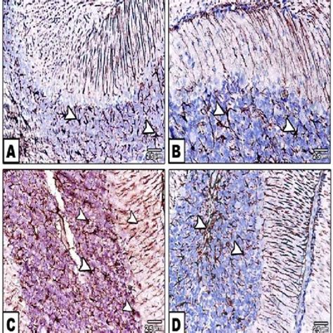 Photomicrograph Of Embedded Paraffin Sections Of Cerebellar Cortex Of Download Scientific