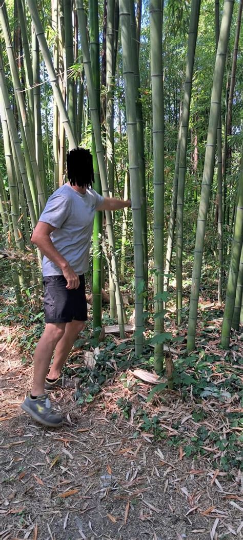 Bamboo Identify Rbamboo