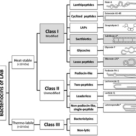 Schematic Representation Of Bacteriocin Gene Clusters Not Drawn To