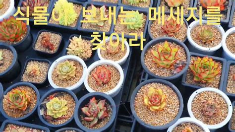 다육이 안죽이고 키울수있는 상식3 Youtube