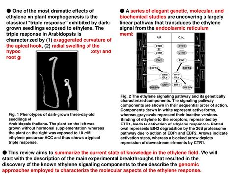 Ppt Ethylene Powerpoint Presentation Free Download Id