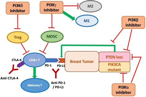 The Role Of Pi3k Inhibition In The Treatment Of Breast Cancer Alone Or